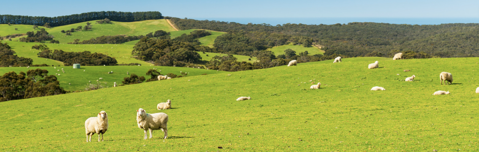 Cast Sheep and how you can help - Discover Thame - Thame.net