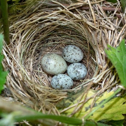 Fun Facts About Easter - Discover Thame - Thame.net